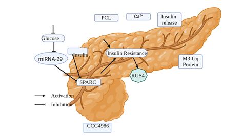 Microrna 29 Mediated Regulation Of Insulin Secretion Biorender