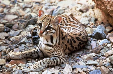 Margay Vs Ocelot Key Differences Between These Wild Cats Explained