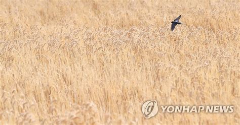 황금 보리밭 위로 날아가는 제비
