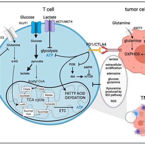T Cell Metabolism In The Tumor Microenvironment Naïve T Cells Rely Download Scientific Diagram