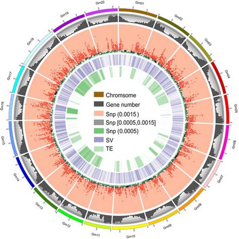 Genome Wide Comparison Of Structural Variations And Transposon Alterations In Soybean Cultivars