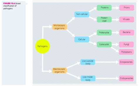 Diagram Of Infectious Disease Quizlet