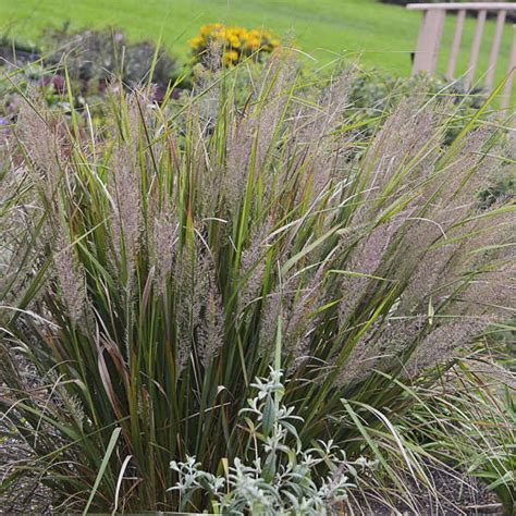 Calamagrostis Brachytricha Perennial Resource