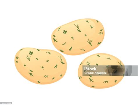 3 개의 요리 감자 와 빌 삶은 껍질을 벗긴 감자 벡터 일러스트 레이 션 흰색 배경에 고립 감자 요리에 대한 스톡 벡터 아트 및 기타 이미지 감자 요리 끓는 물에 삶기