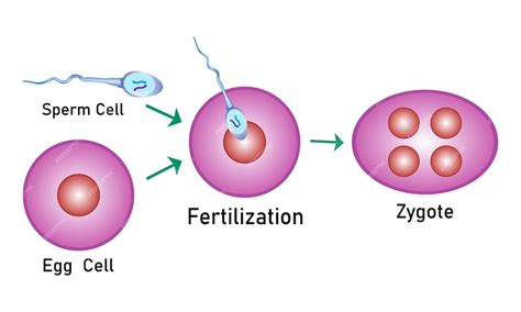 Premium Vector Fertilization Process With Stepbystep Sperm Egg And