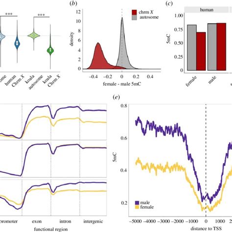 Global Patterns Of Female And Male Dna Methylation 5mc In Human And Download Scientific