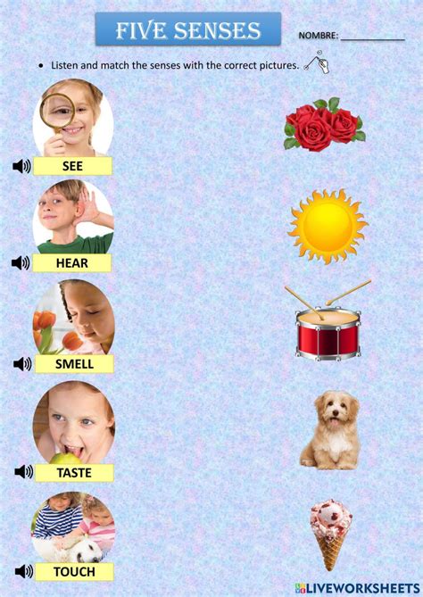 My Five Senses Free Interactive Worksheets 7093016