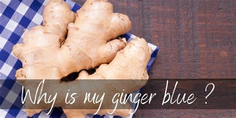 Why Is My Ginger Blue Is It Still Edible Foodiosity