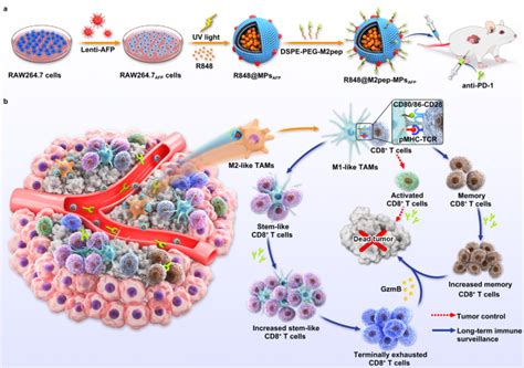 负载肿瘤抗原和瑞西莫德的细胞微粒重新编程肿瘤相关巨噬细胞并促进干细胞样 Cd8 T 细胞增强抗 Pd 1 治疗 Nature Communications X Mol