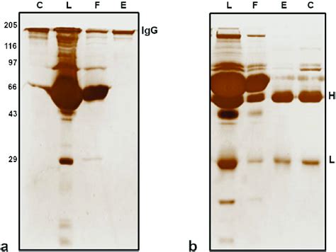 SDS PAGE 10 Analysis A Non Reducing Conditions B Reducing Download Scientific Diagram