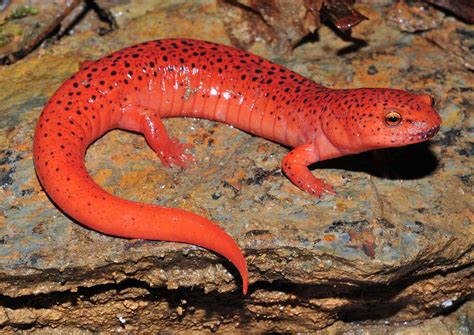 Wildlife Species Information Amphibians Virginia Dwr