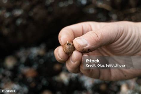 토양 토양 꽃 전구에 손 사디 땅에 심기 전에 크로커스 전구를 들고있는 손 가을에 대한 스톡 사진 및 기타 이미지 가을 계절 과학 Istock