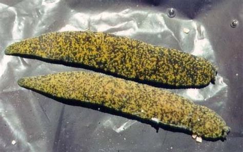 Everything You Ever Wanted To Know About Leech Sex But Were Afraid To Ask