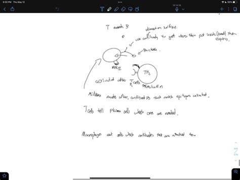 Immune System Flashcards Quizlet