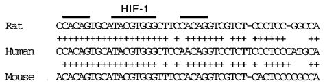 Conservation Of The Hypoxia Response Element In Mammalian Vegf Genes Download Scientific
