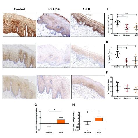 Immunohistochemical Staining Of Ffpe Oral Mucosal Sections And Download Scientific Diagram