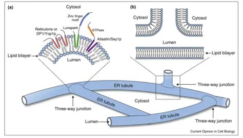 Endoplasmic Reticulum ER Structure Functions And Diagram Biology Notes Online