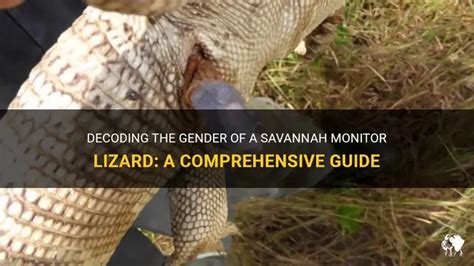 Decoding The Gender Of A Savannah Monitor Lizard A Comprehensive Guide