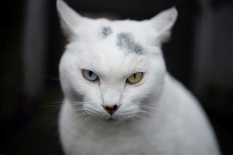 검은 눈을 가진 흰 고양이 사진 Unsplash의 무료 고양이 이미지