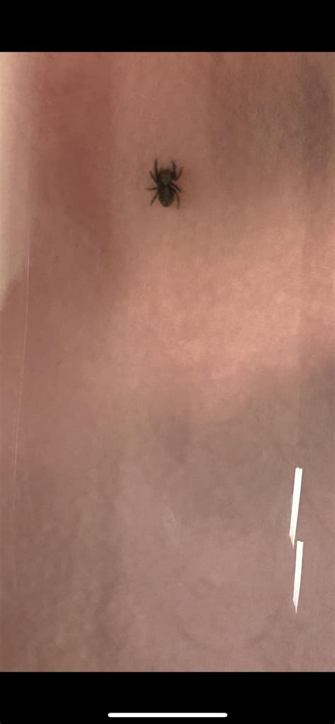 Is This A Bed Bug Or A Spider Super Paranoid R Bedbugs