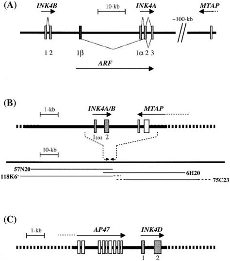 Comparative Linkage Relationships Of Ink4 Genes In Human And Fugu A Download Scientific
