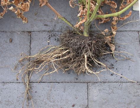 Tomatoes Rootsystem2 Southgardenbed Tomatoes Root System S Flickr