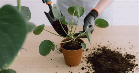 흰색 앞치마를 입은 소녀 정원사가 작은 국자와 신선한 흙을 사용하여 실내 정원의 나무 테이블에 녹색 Pirea Peperomioides를 다시 심는 자른 사진 홈 가드닝