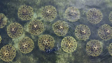 Reef Design Lab Crafts Erosion Mitigation Units From Recycled Oyster Shells