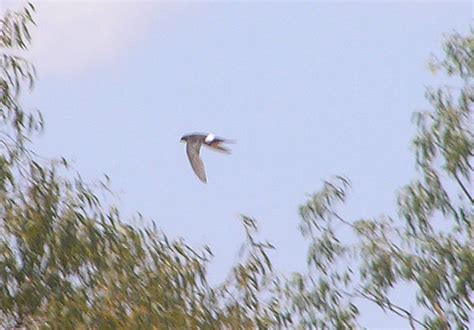 Fork Tailed Swift Canberra Birds Fork Tailed Swift Canberra Birds