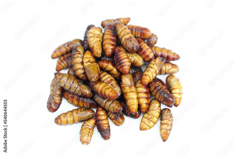 Fried Chrysalis Isolated On White Background Concept Weird Food