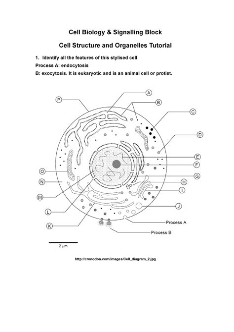 CBS Cell Structre And Organelle Tutorial 2022 Cell Biology Signalling Block Cell Structure