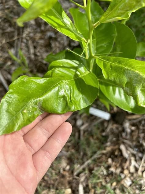I Clearly Have Leaf Cutter Bug On A Few Of My Plants I Was Wondering If I Also Had It On My