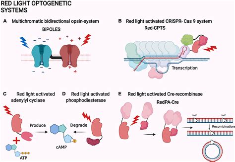 Frontiers Red Light Optogenetics In Neuroscience