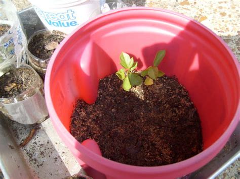 Passiflora Seedling Ids Please