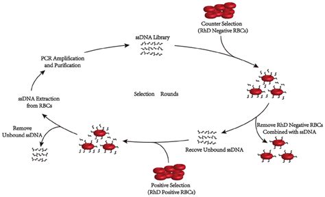 Scheme Of In Vitro Selection Of Ssdna Aptamers By The Cell Selex Download Scientific Diagram