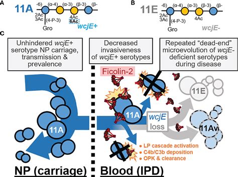 Frontiers Ficolin 2 Lectin Complement Pathway Mediates Capsule Specific Innate Immunity