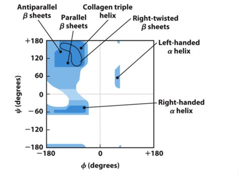 Ch 4 The Three Dimensional Structure Of Proteins Flashcards Quizlet