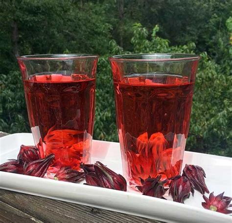 Hibiscus A Tasty Addition To Your Edible Landscape Or Garden Tyrant