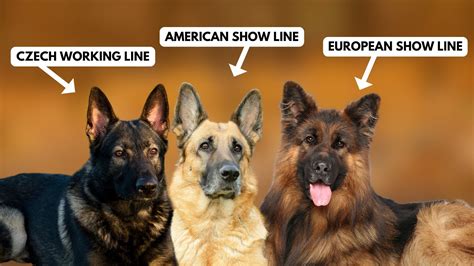 Working German Shepherds Europe