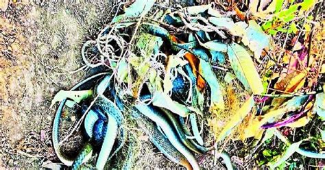 नदी किनारे मछली पकड़ने गए मछुआरे जाल खींचते ही उड़े मछलियों की जगह फंसी खौफनाक चीज मच गई चीख