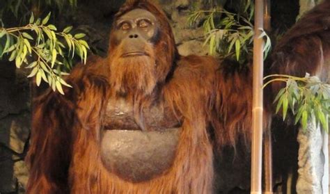 Erectile Dysfunction Was Indeed The Reason Why Gigantopithecus Went