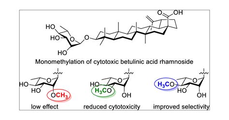 Synthesis And Cytotoxicity Of Monomethylated Betulinic Acid 3 O α L Rhamnopyranosides Acs Omega