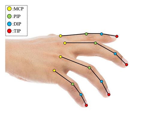 Physiological Structure Of Fingers Except Thumb Download