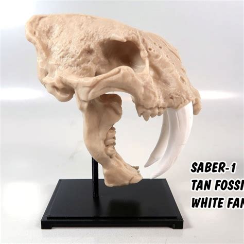 Skull Replica 3d Print Etsy