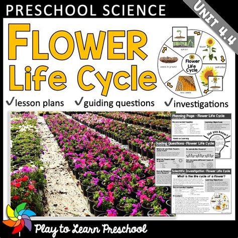 Flower Life Cycle Science Center Play To Learn Preschool