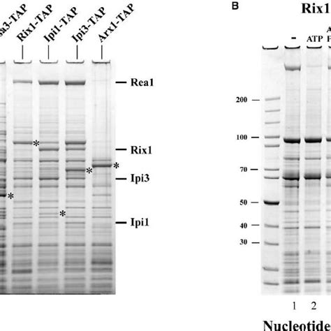 Antibody Induced Crosslinking Dimer Formation Between Tadpole Like Rix1