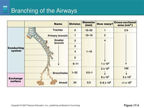 Ppt Respiratory System Powerpoint Presentation Free Download Id