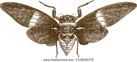 11 Albata Stock Vectors And Vector Art Shutterstock