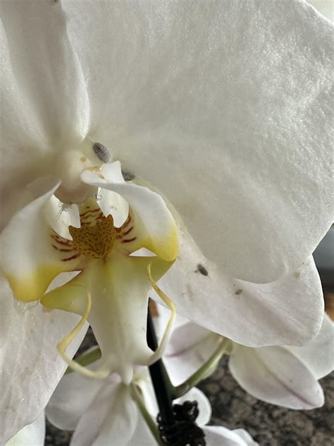 Help What Are These Fuzzy Guys Rorchids