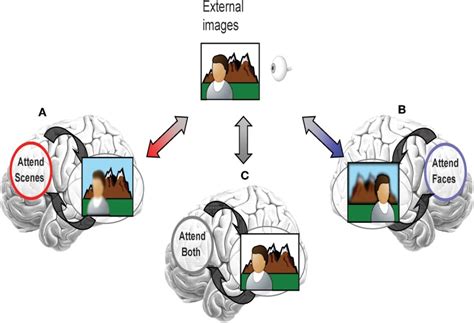 Illustration Of The Effect Of Selective Attention On Directing Download Scientific Diagram